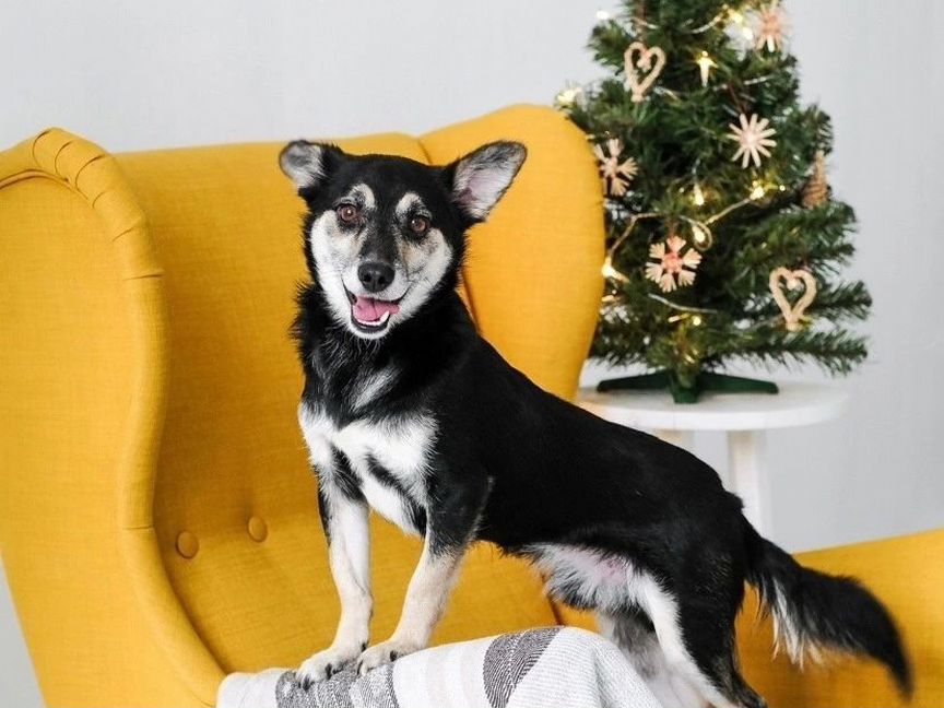 Собака в добрые руки