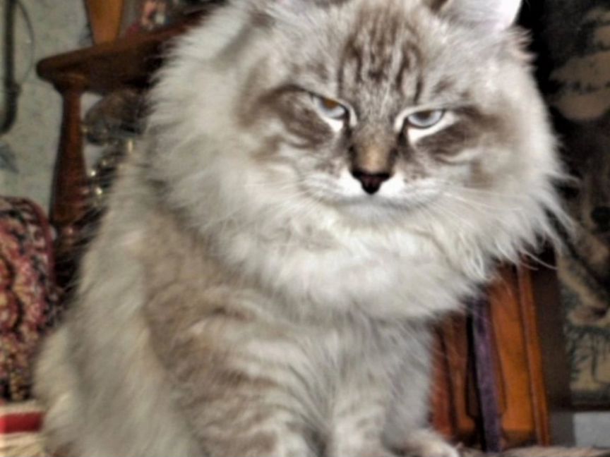 Кот на вязку