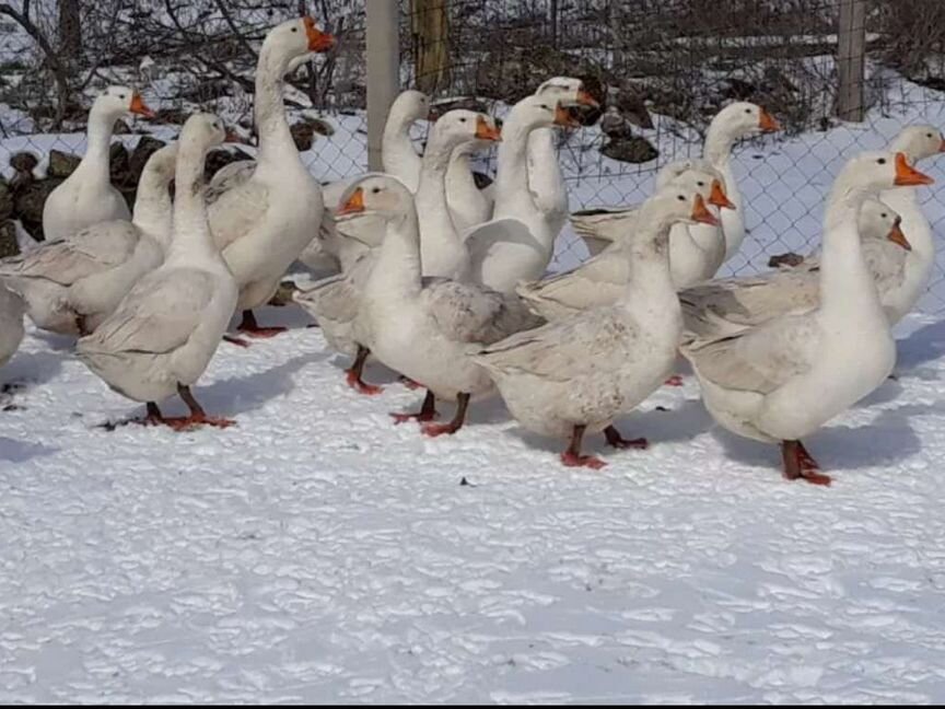 Домашние крупные породные гуси "Линда"