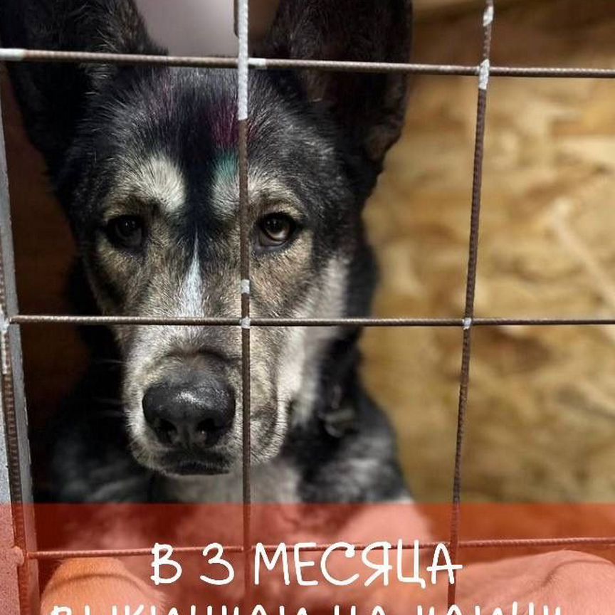 Взрослый пёс в добрые руки