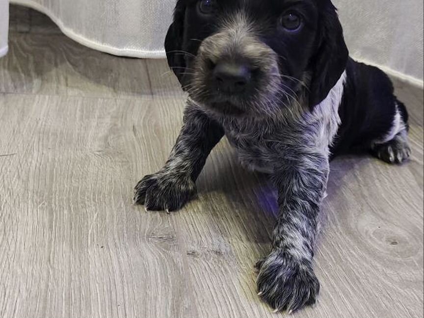 Щенок спаниеля