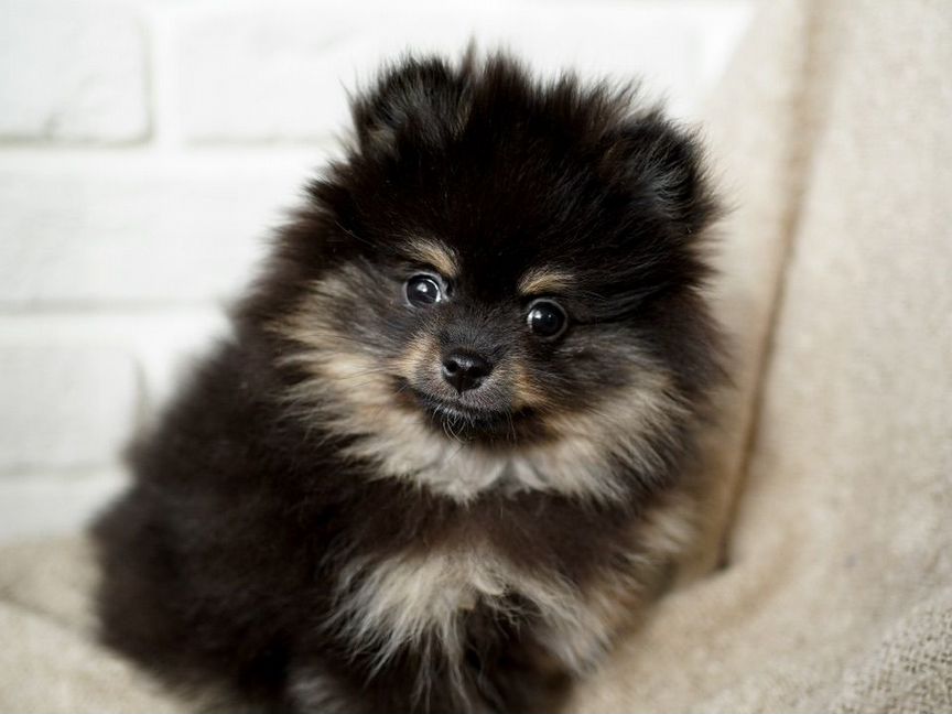 Щенок немецкого шпица документы РКФ