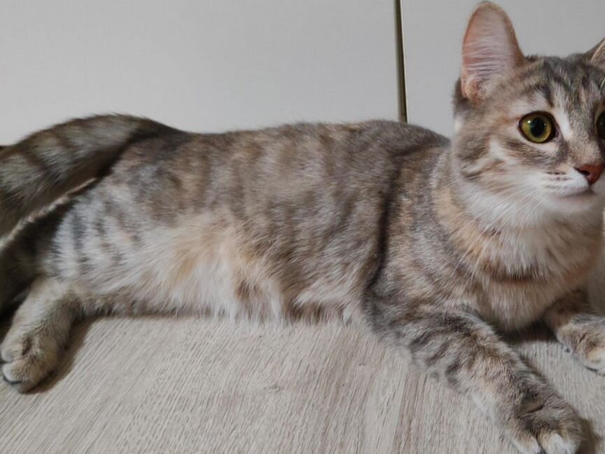 Кошка