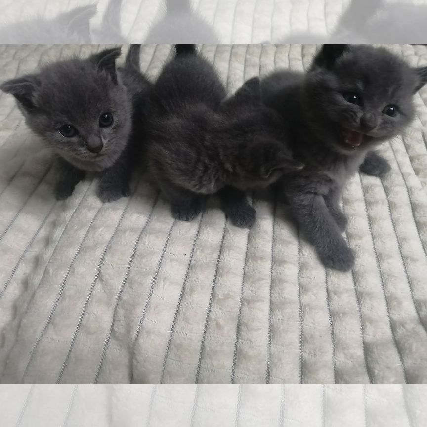 Вислоухие котята (Шотландцы)