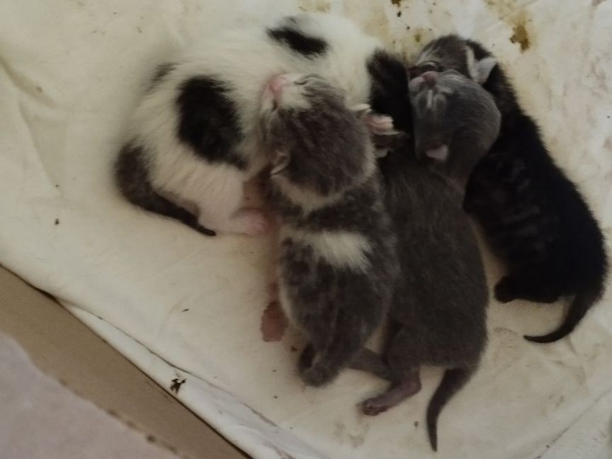 Продам котят породистые