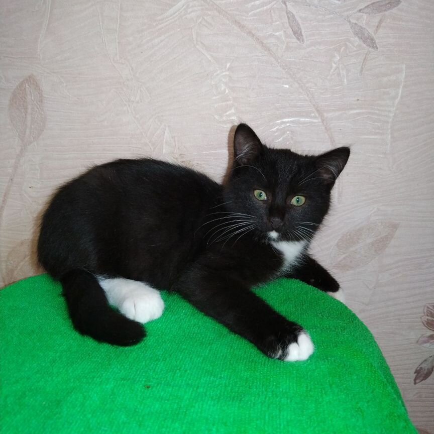 Милашка Кузенька, 3,5 мес. В добрые ручки