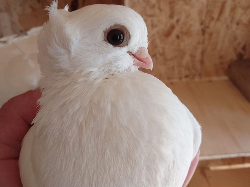 Статные голуби