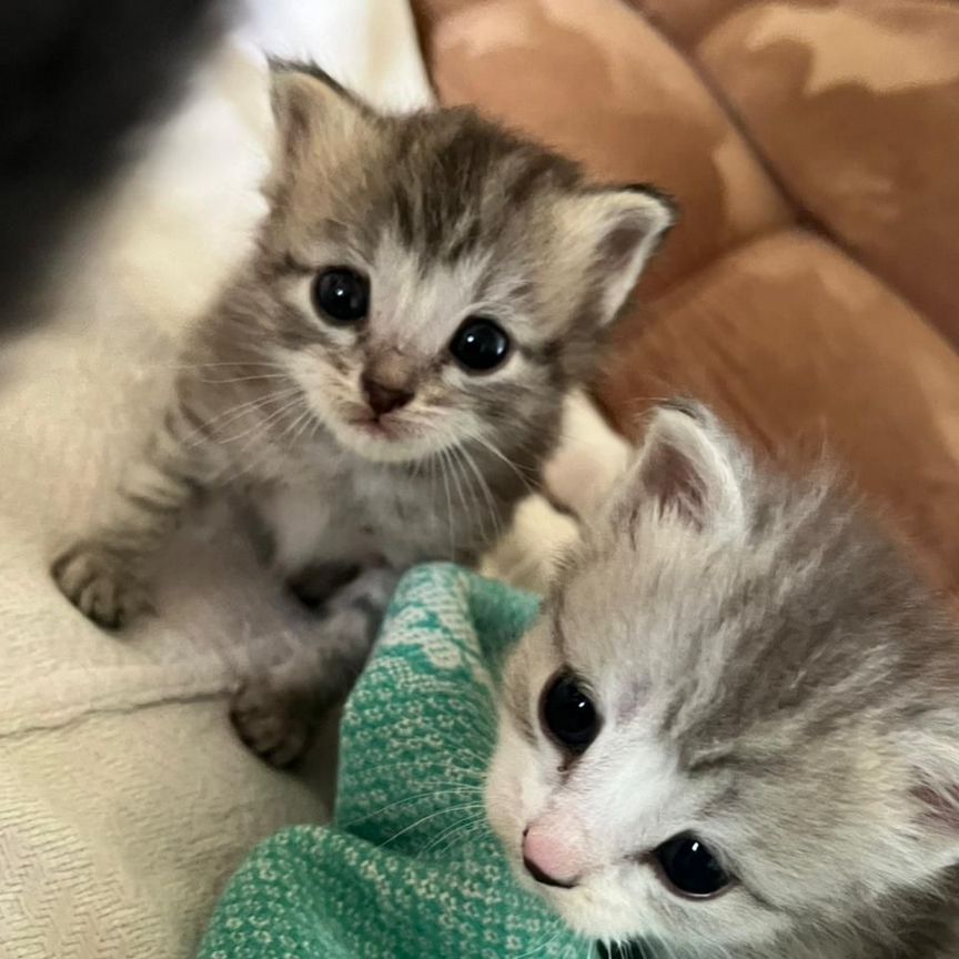 Котята в добрые руки