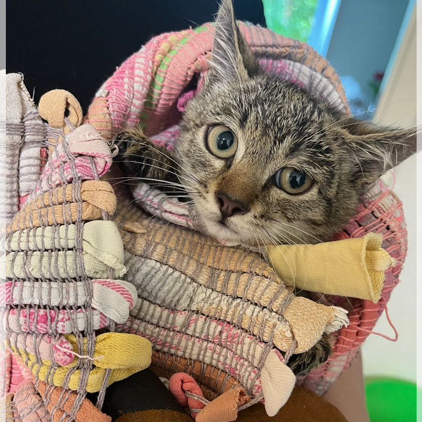 Котёнок в добрые руки