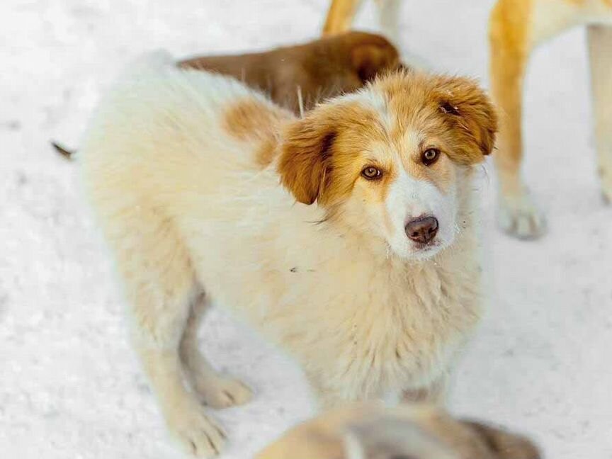 Нежная молодая собачка Пушинка