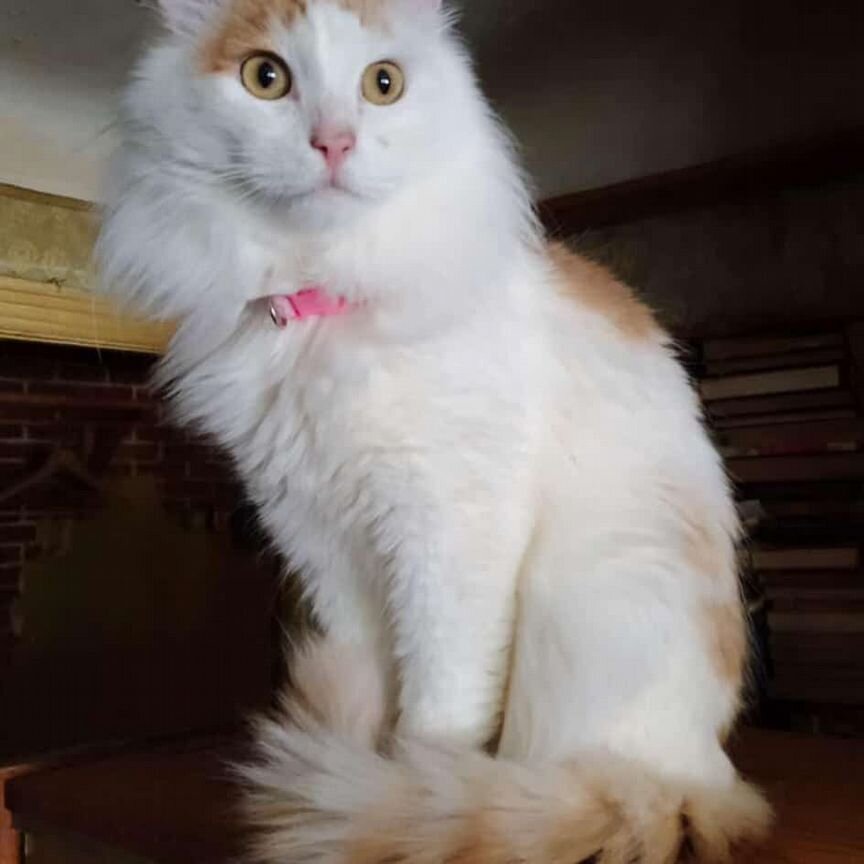 Кот Сёма нуждается в доме