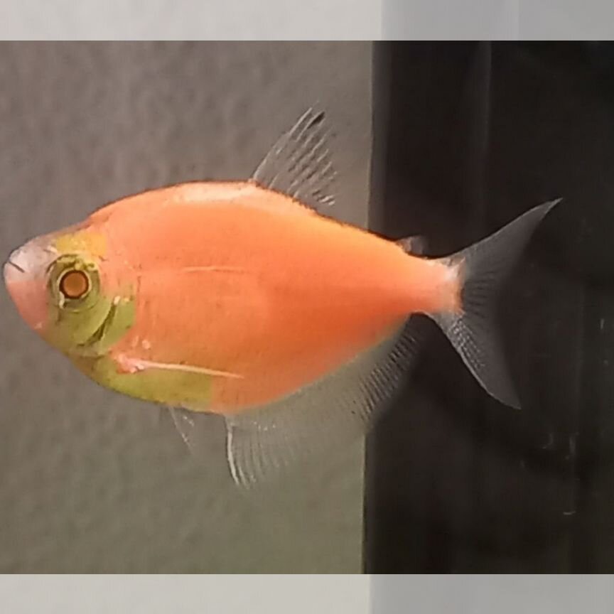 Рыбка Тетра