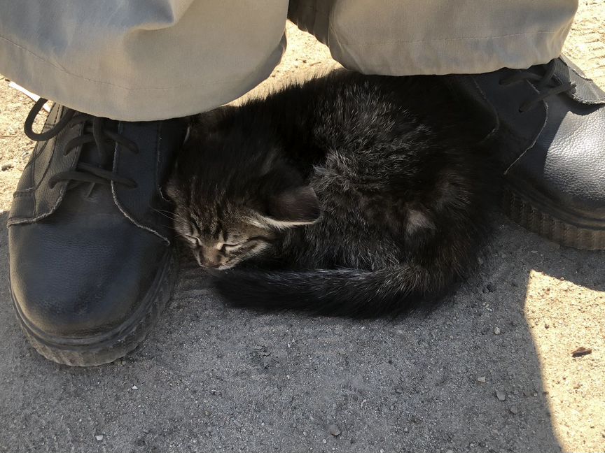 Котенок в добрые ручки