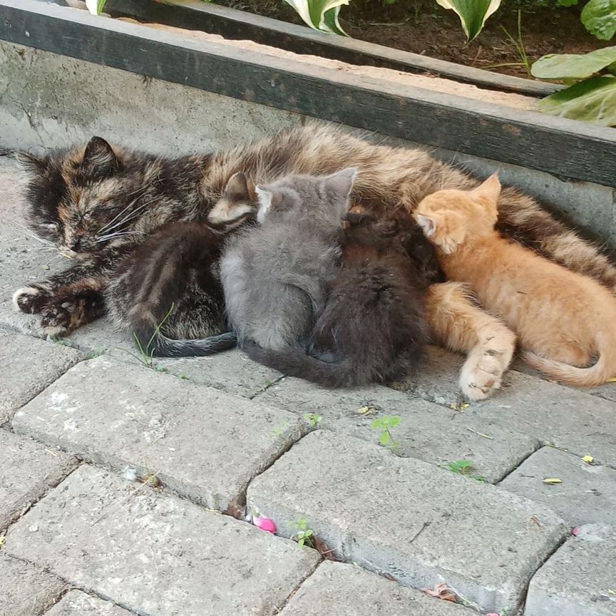Котятки в добрые руки