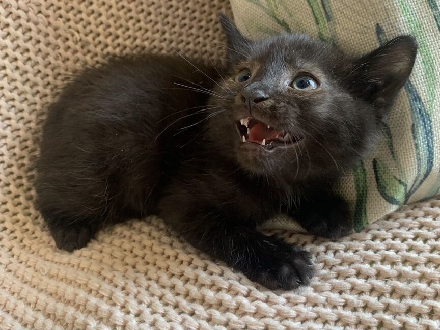 Котенок Мишка