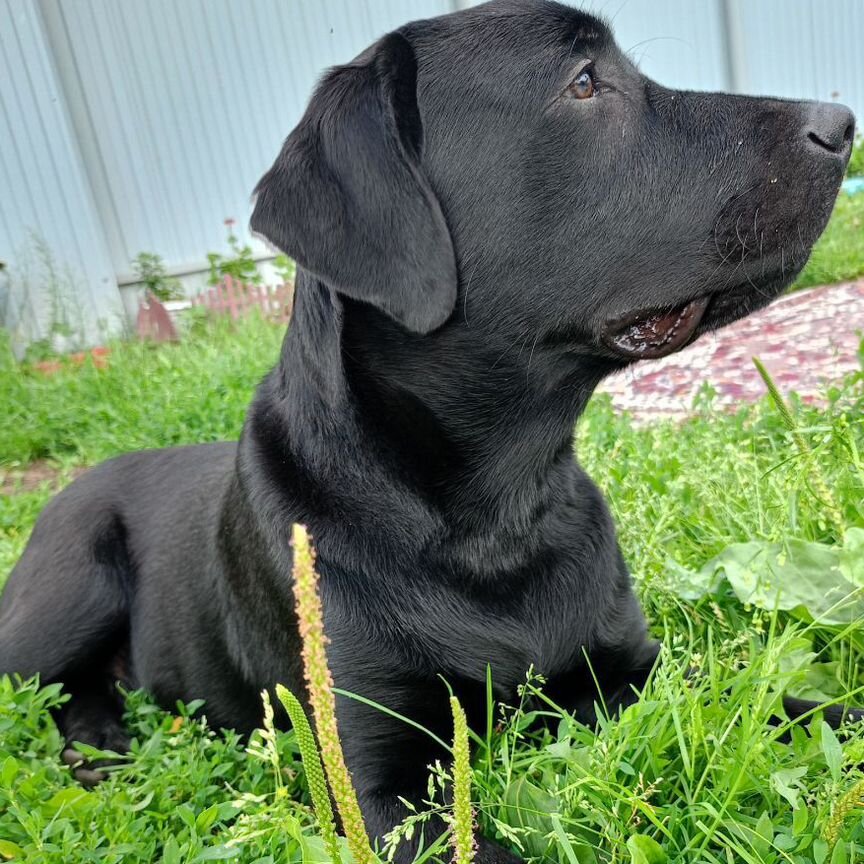 Лабрадор-ретривер, взрослый пёс