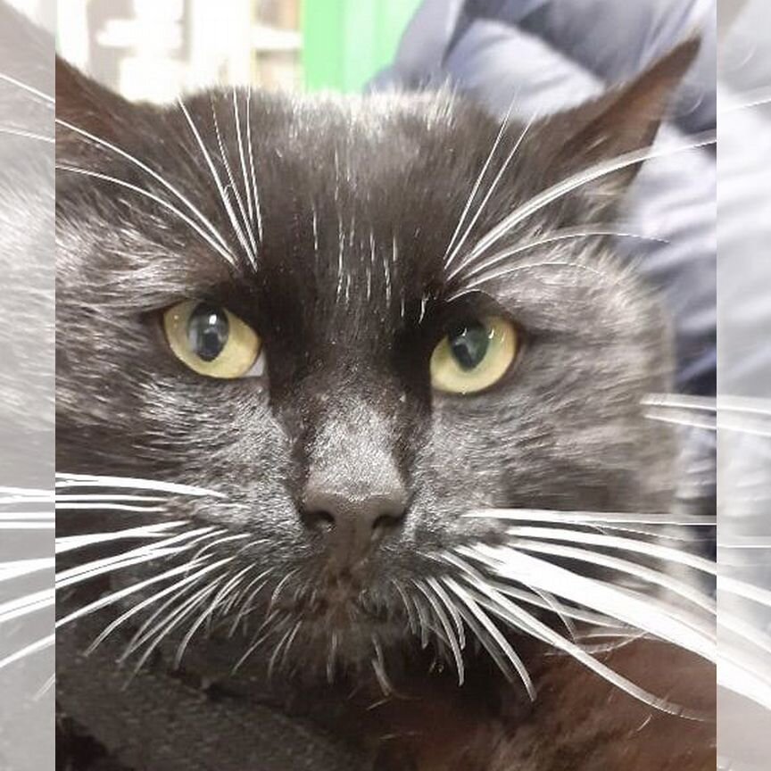 Шикарный домашний кот найден на улице