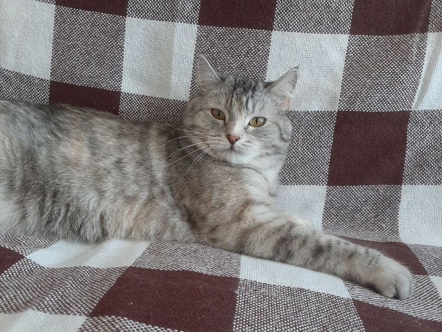 Кошечка Муся в добрые руки