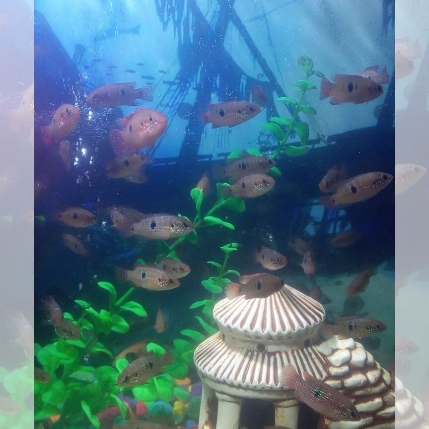 Аквариумные рыбки Хромис Красавец