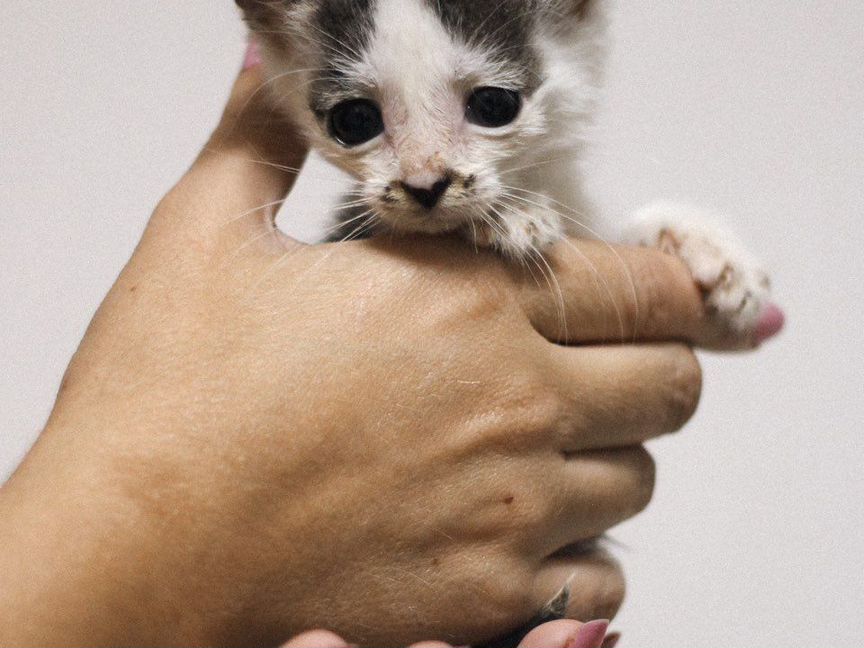 Котенок Ириска