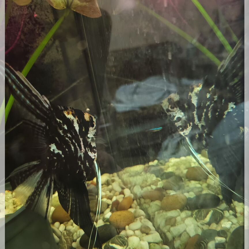 Аквариумные рыбки скалярии