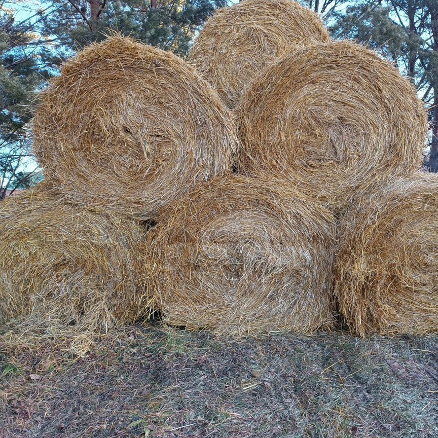 Солома в рулонах овсяная