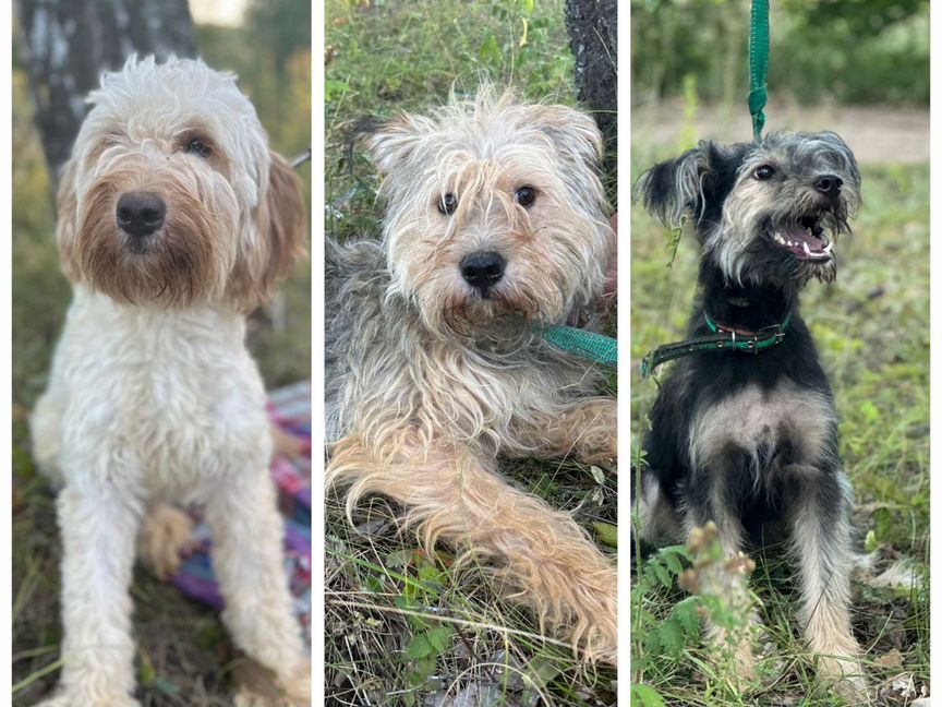 Собака в добрые руки