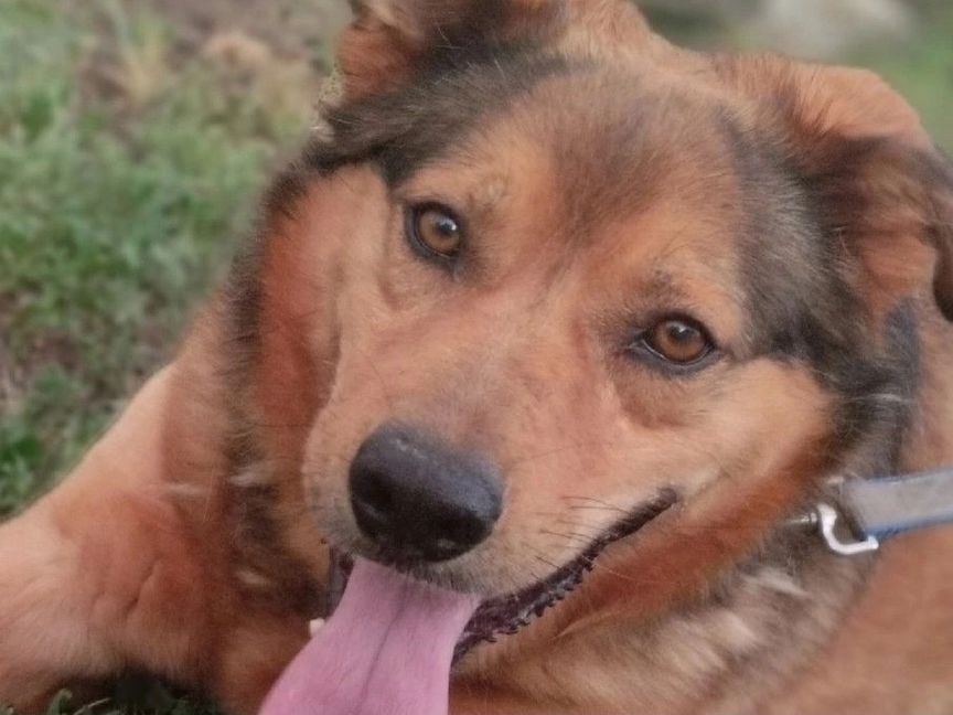 В добрые руки Амурчик