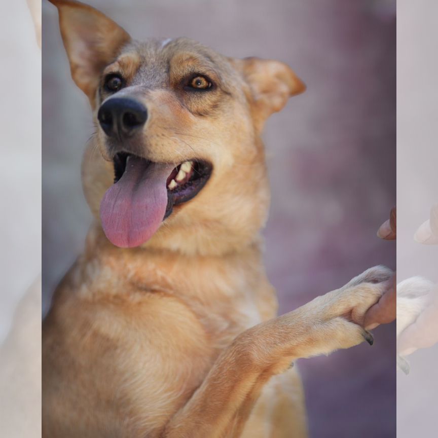 Собака в добрые руки