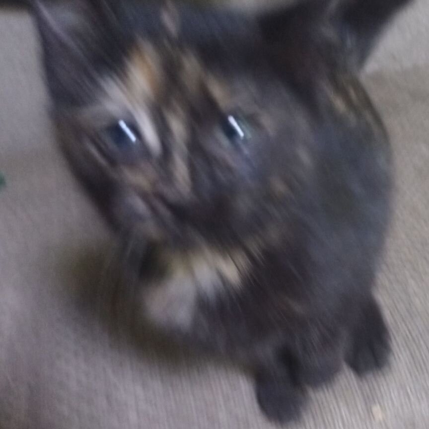 Британский короткошёрстный котёнок