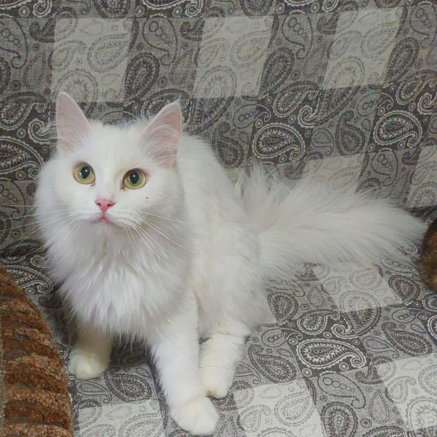 Чудо белоснежка ищет пап и мам