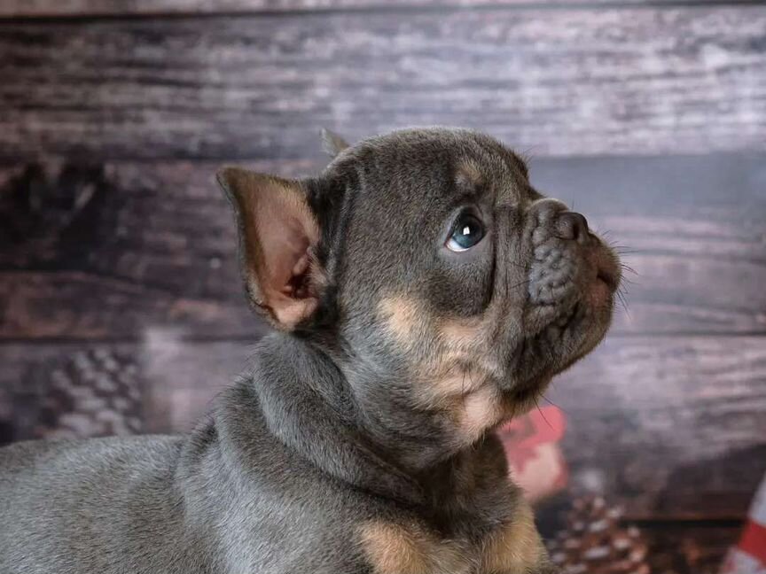 Французский бульдог