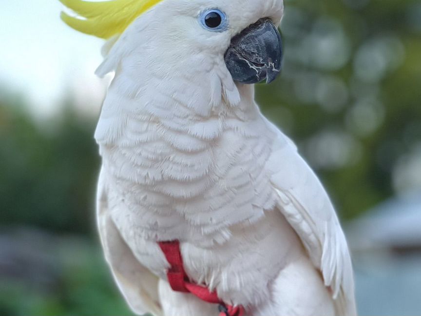 Попугай желтохохлый какаду