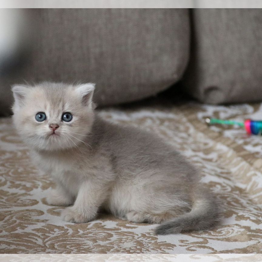 Британские котята золотая шиншилла