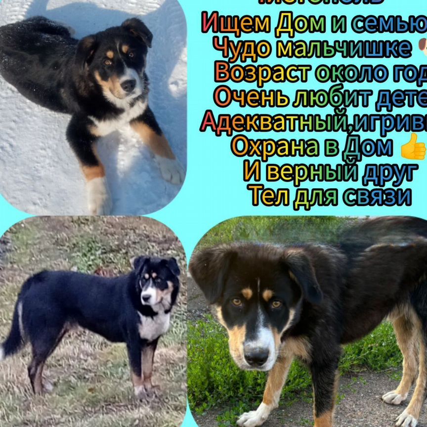 Кобель в ответственные руки