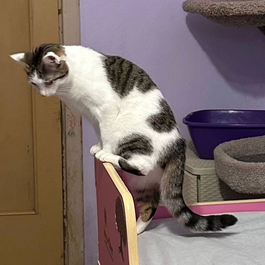 Кошка, самая ласковая на свете