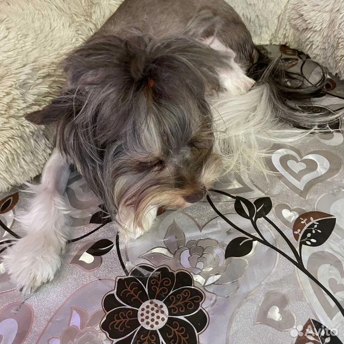 Биро шоколадная и классическая девочки