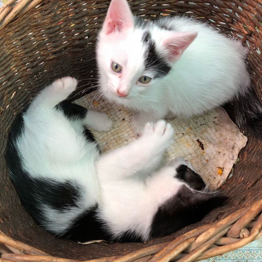 Котята в добрые руки приучены к лотку