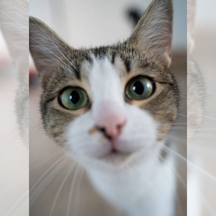 Взрослая, Девочка кошка в добрые руки