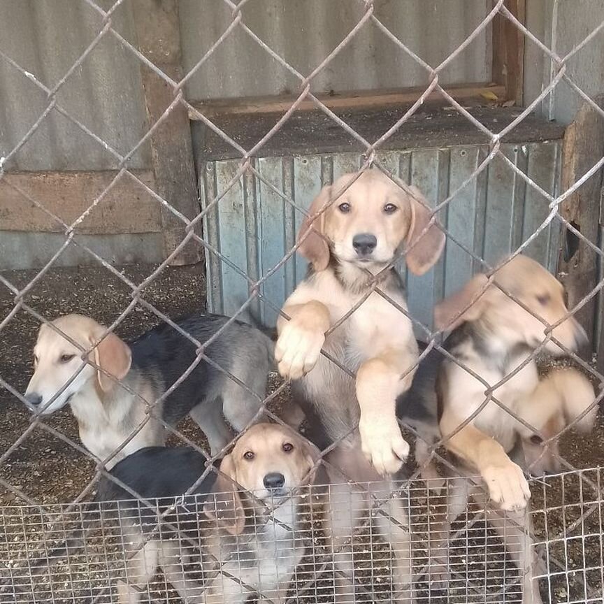 Щенки Русской гончей
