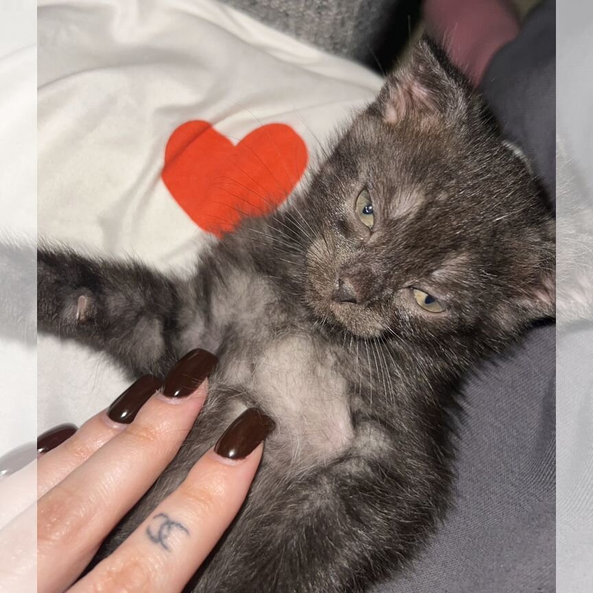 Котенок вислоухий