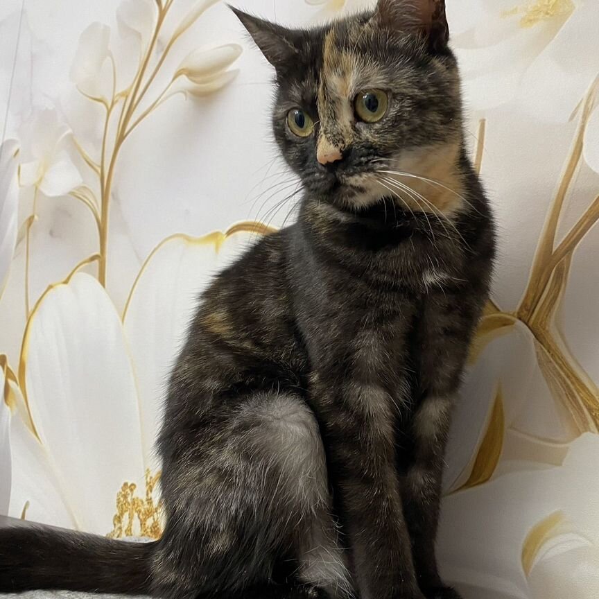 Взрослая, кошка в добрые руки