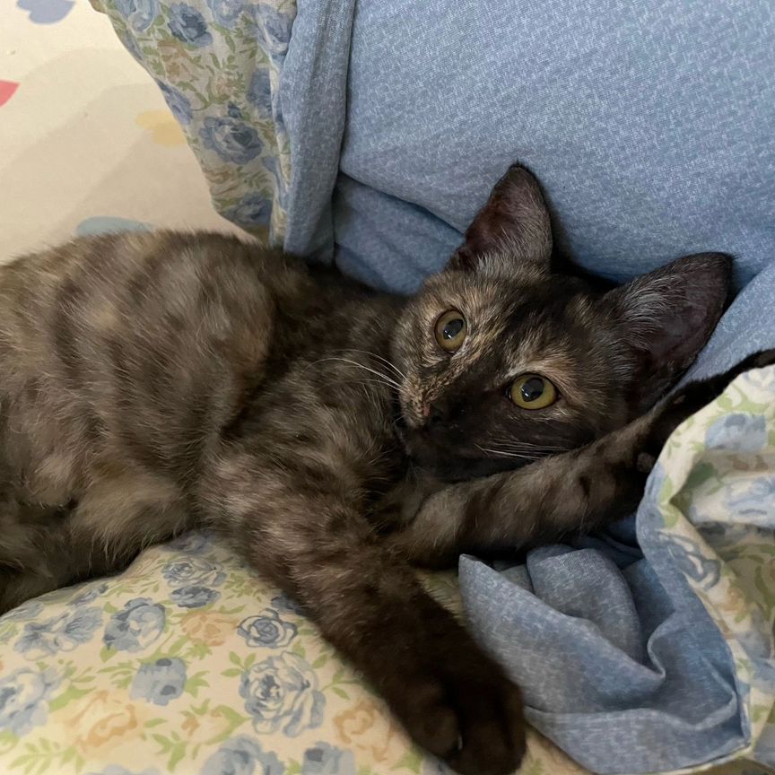 Котенок Соня