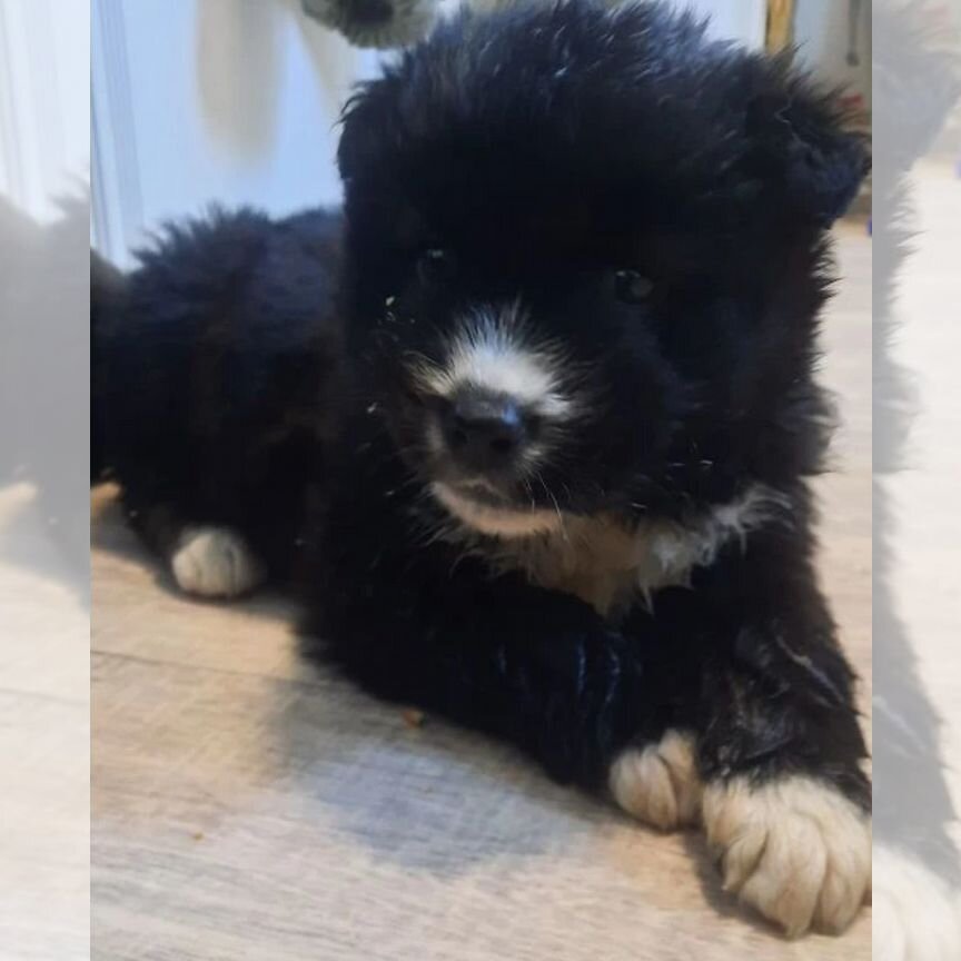 Щенок в добрые руки