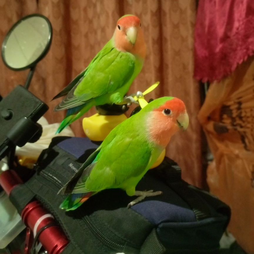 Попугай Неразлучники
