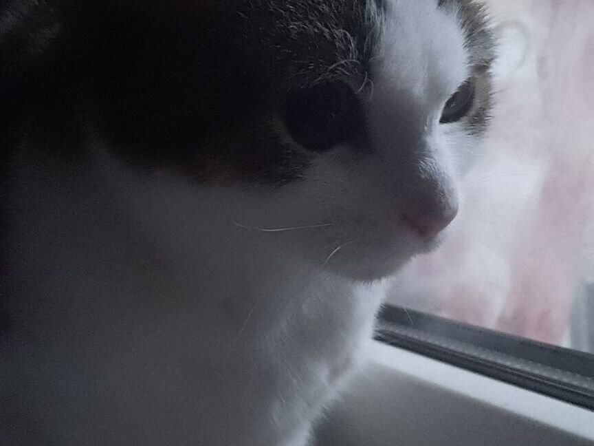 Кошка в дар