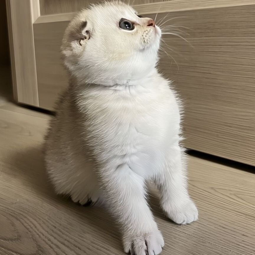 Шотландский вислоухий короткошёрстный котёнок