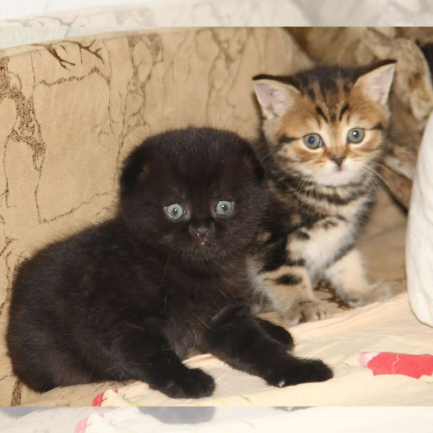 Шотландский вислоухий короткошёрстный котёнок