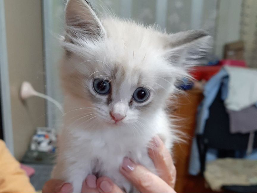 Отдадим в добрые руки котенка, 1,5 мес.,девочка