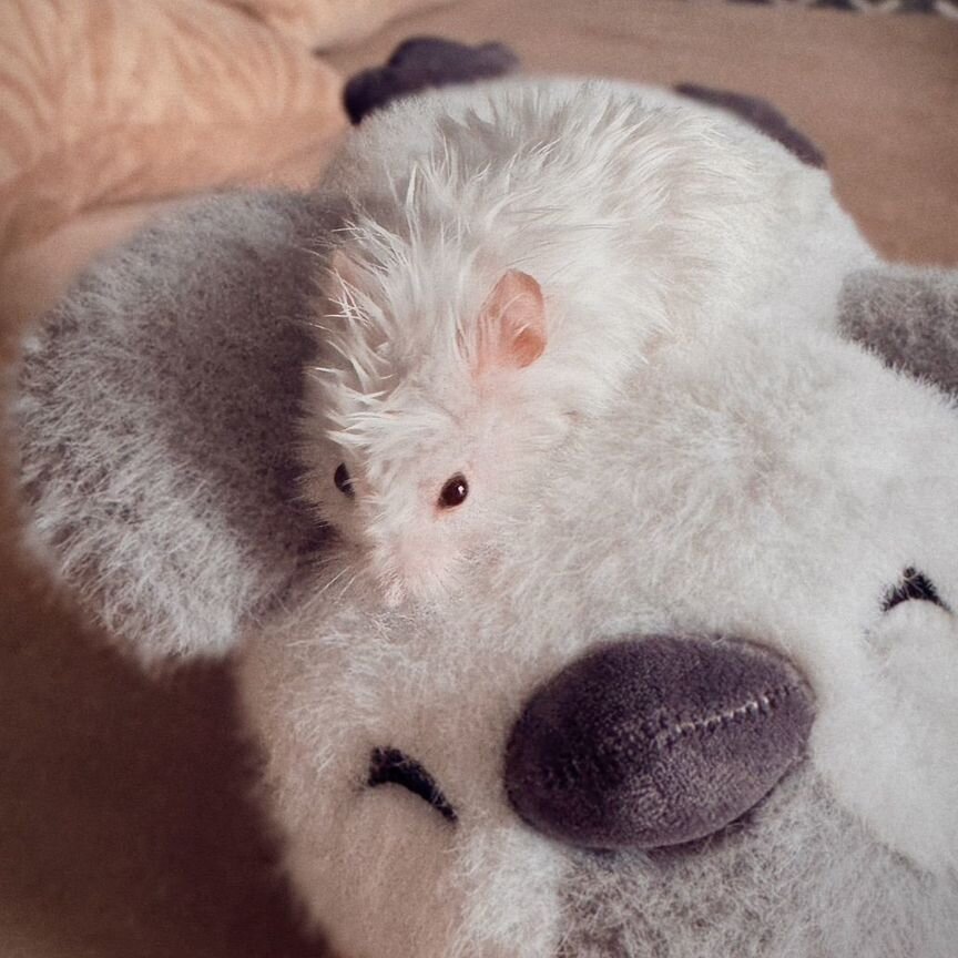 Сирийский хомяк Клетка для хомяка